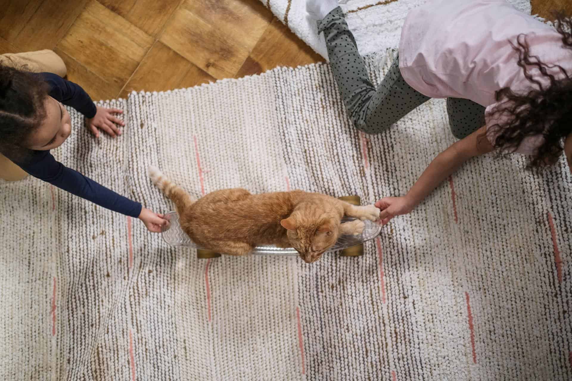 Do Cats Understand Words? Here's How We Can Communicate – Gou Gou Pets