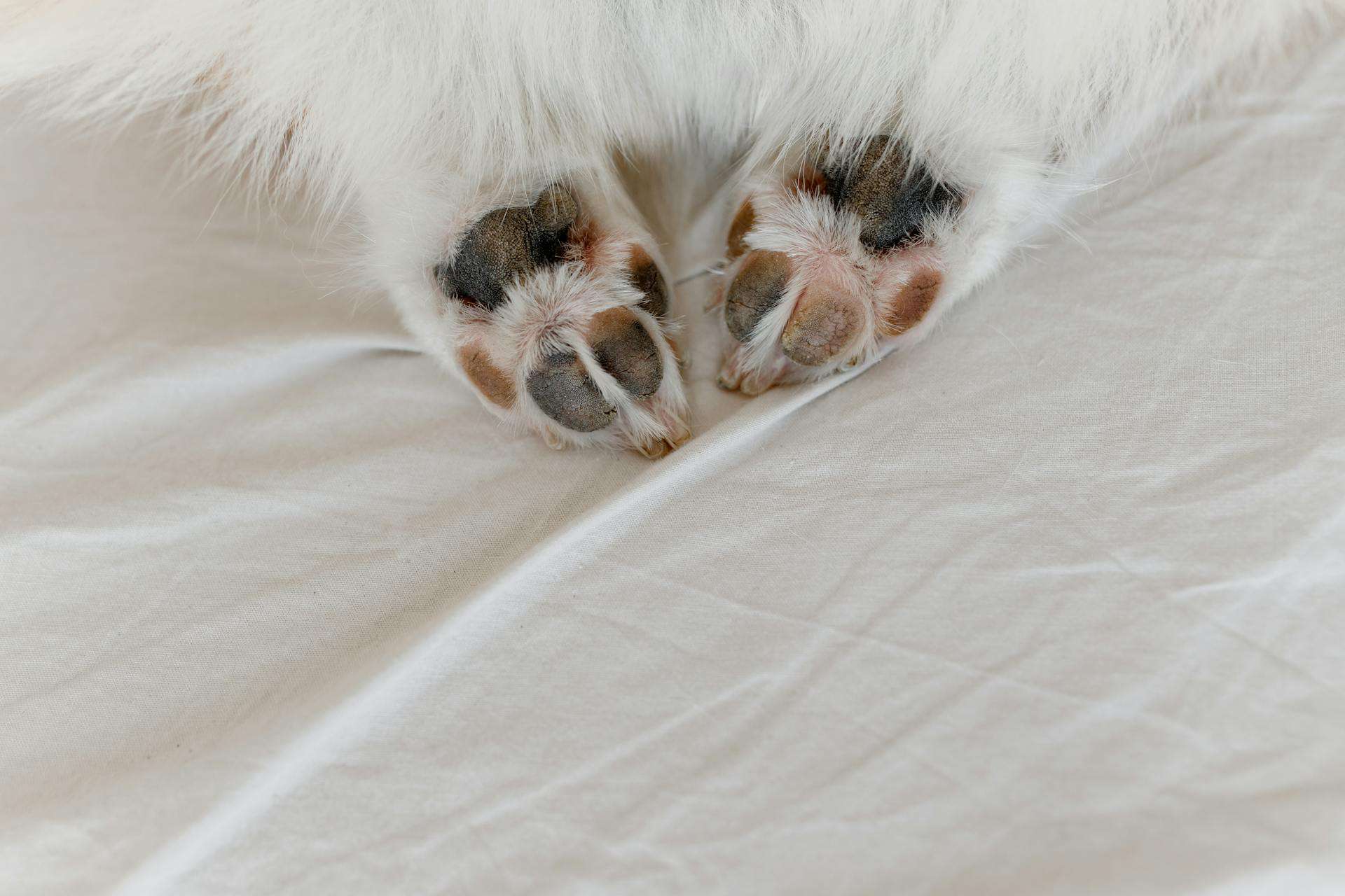 Red Paws: Unraveling the Reason – Gou Gou Pets