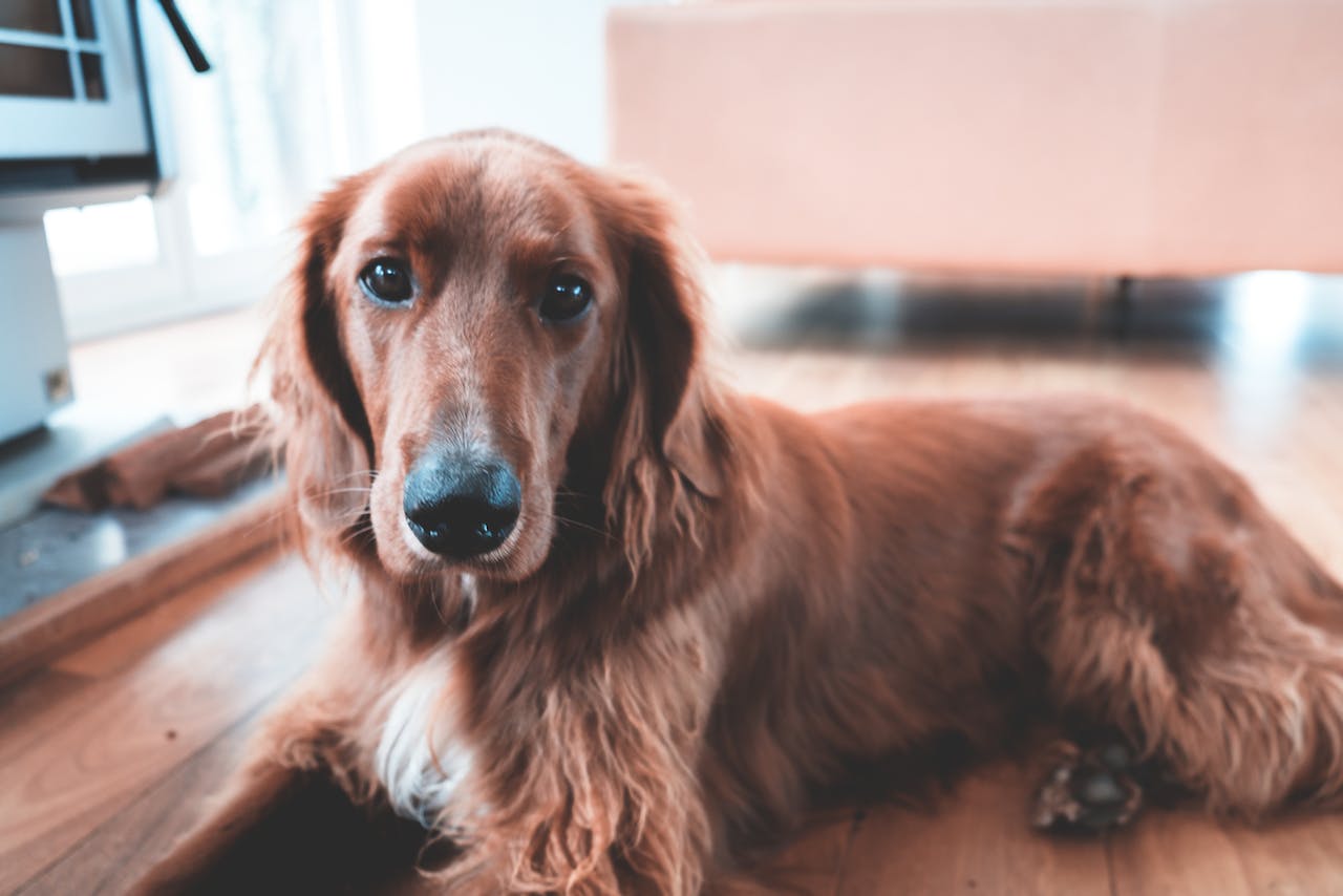 Exploring Holistic Care for Dogs – Gou Gou Pets
