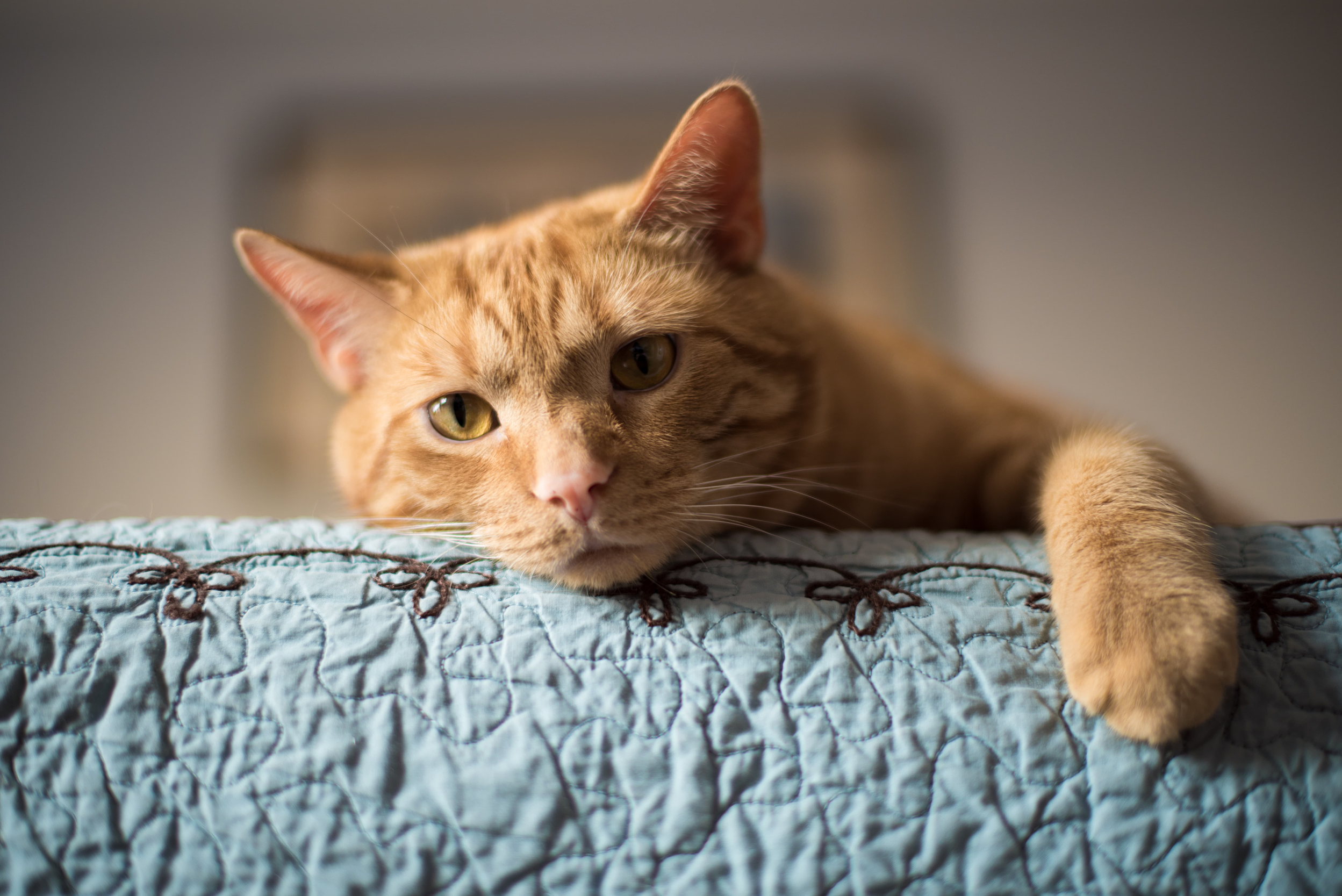 Cats – Gou Gou Pets
